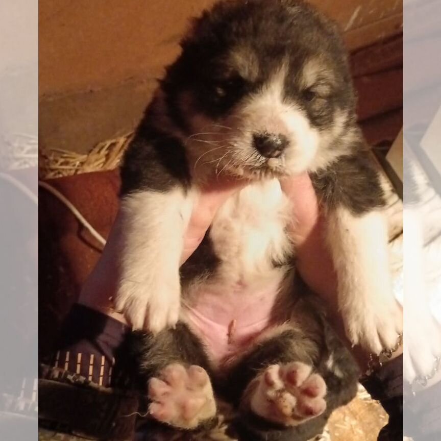 Щенки сао алабай