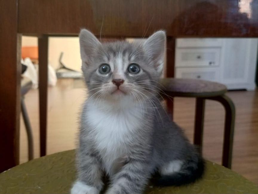 Котята