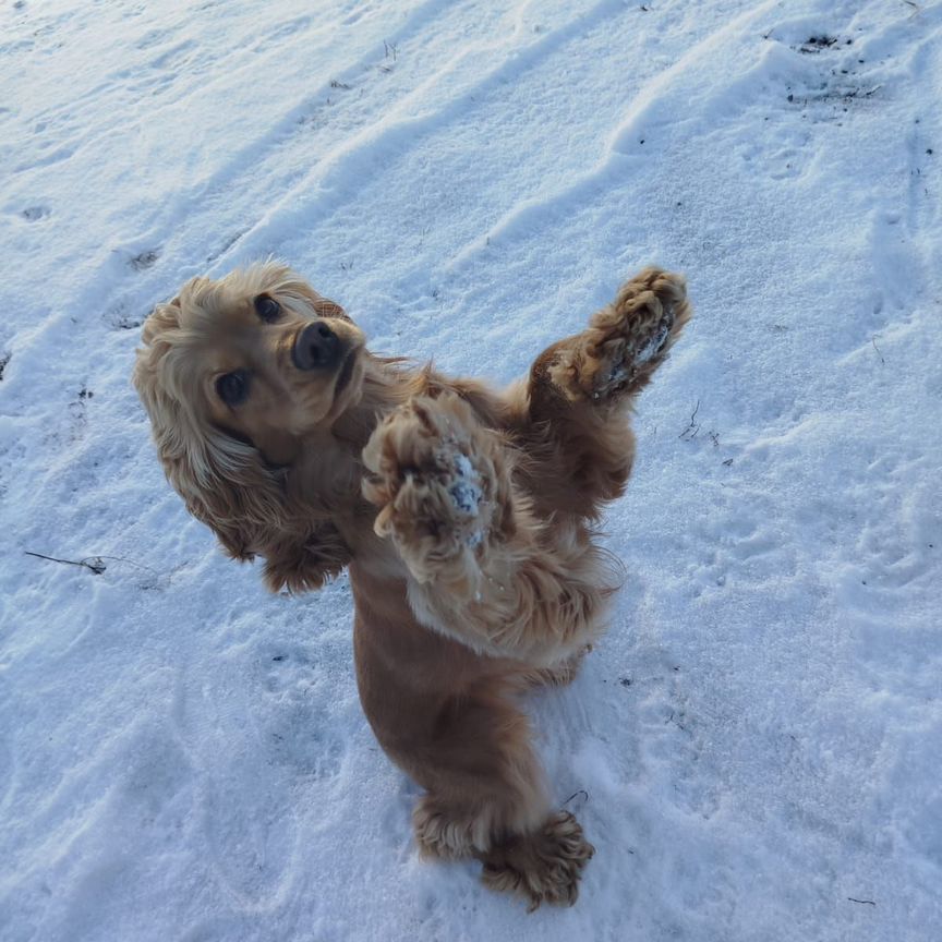 Кокер спаниель вязка