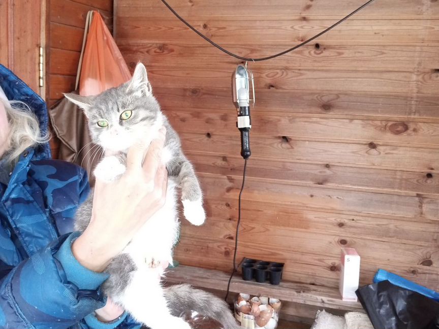 Отдам кота в добрые руки