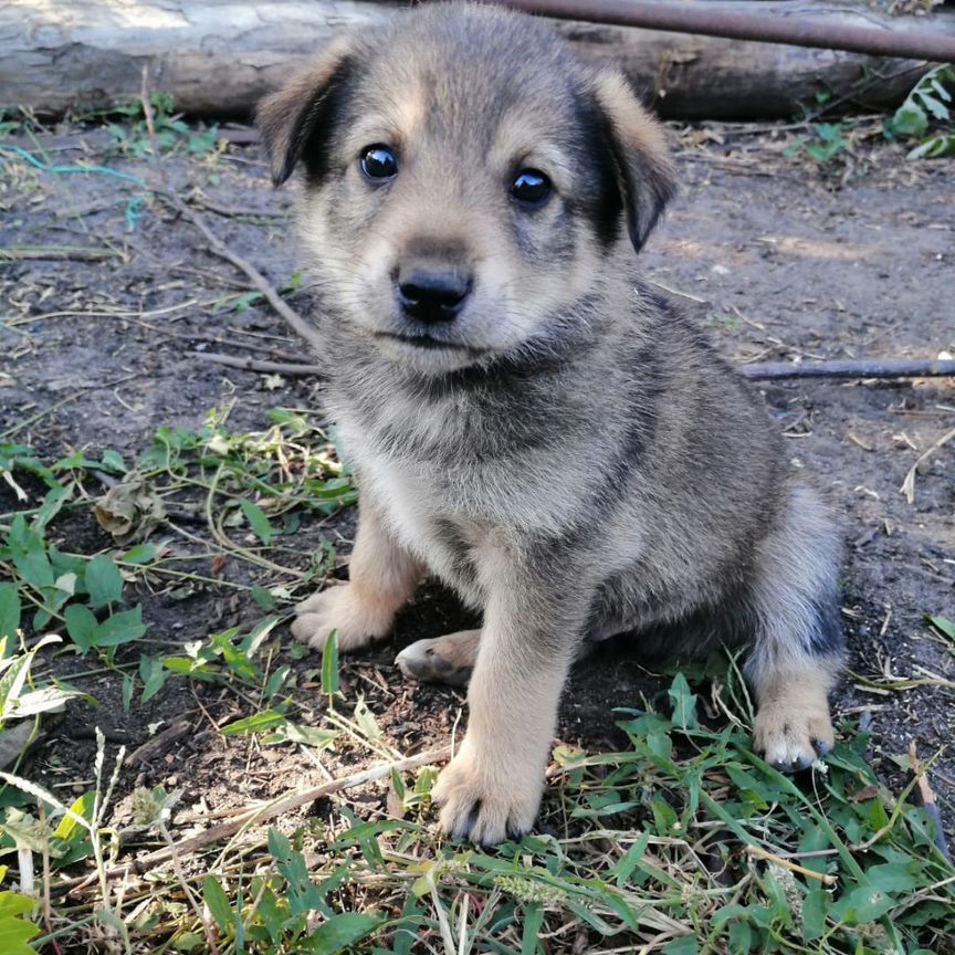Щенок в добрые руки бесплатно