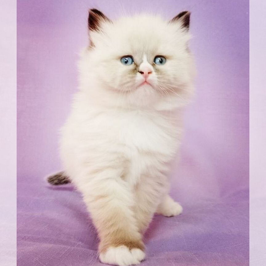 Невские маскарадные котята
