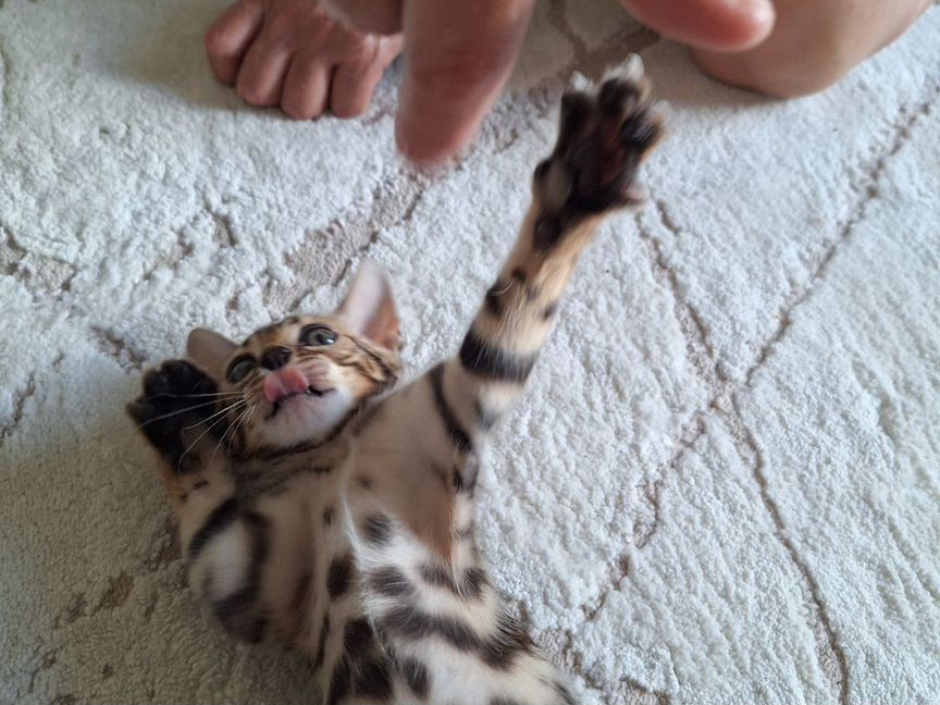 Бенгальские котята