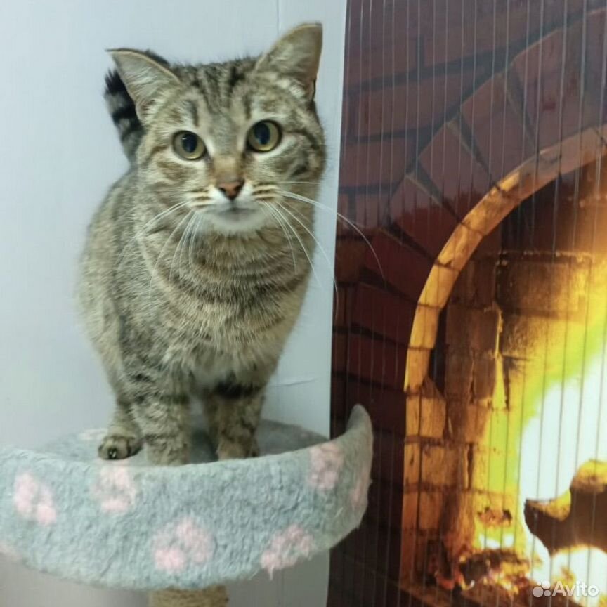 Кошечка