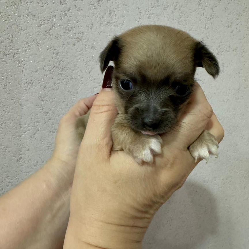 Отдам бесплатно комнатного щенка