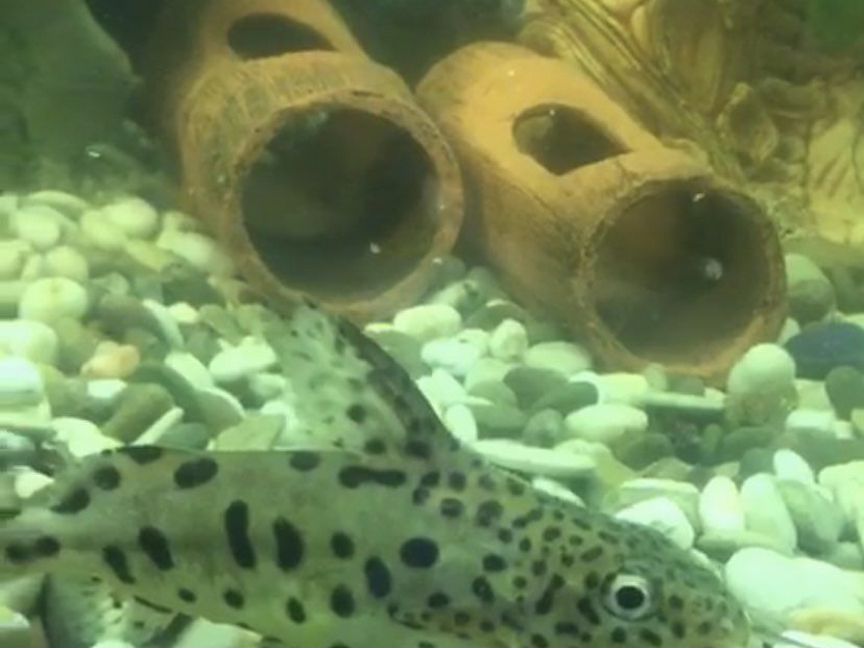 Аквариумные рыбки