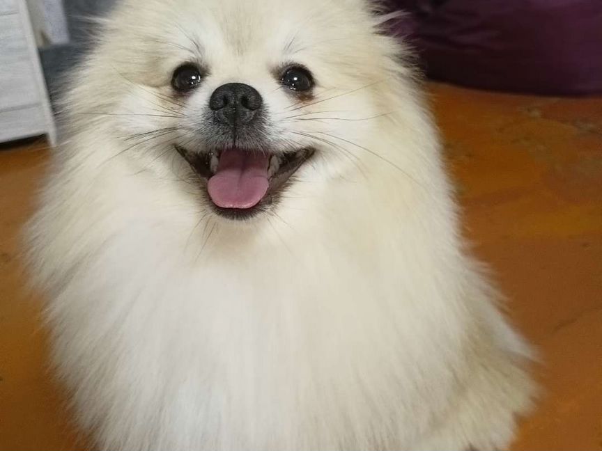 Померанский шпиц вязка кобель