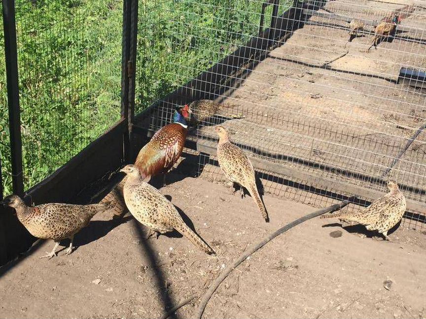 Фазан охотничий