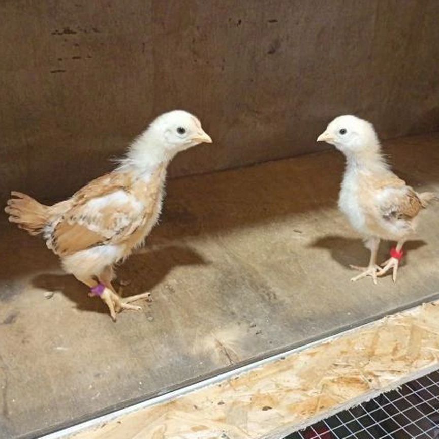 Цыпленок Синь синь дянь