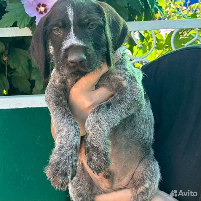 Щенки дратхара продажа