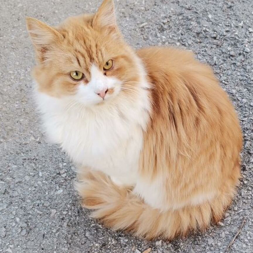 Домашние животные кошки беплатно