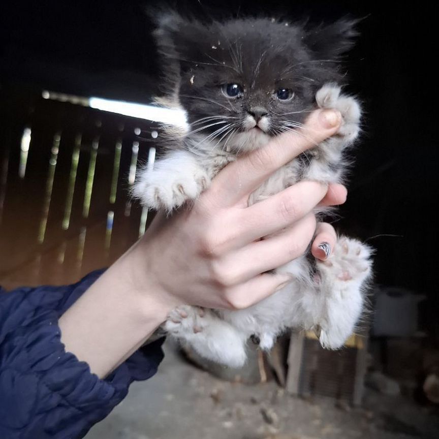 Котята в добрые руки бесплатно