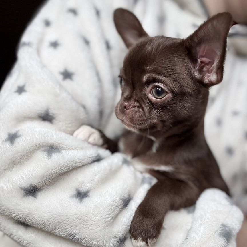 Щенки чихуахуа