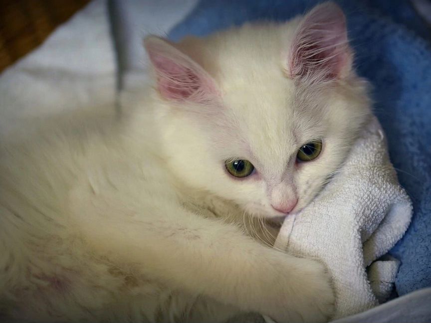 Ммлашка в дар