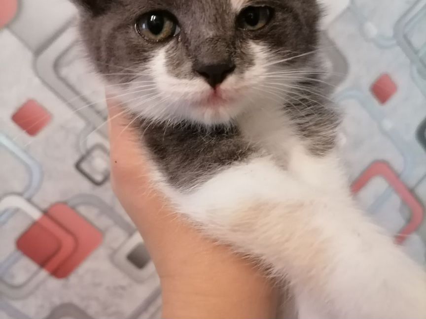 Кошка в добрые руки