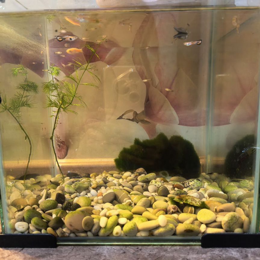 Аквариум с рыбками 20 литров