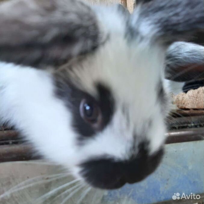 Кролики (бабочка)