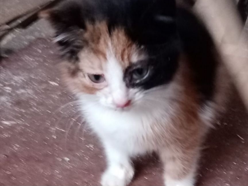 Кошка маленькая