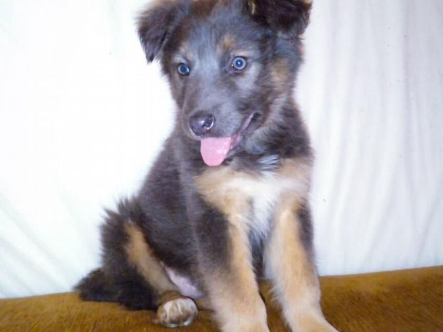 Немецкая овчарка метис