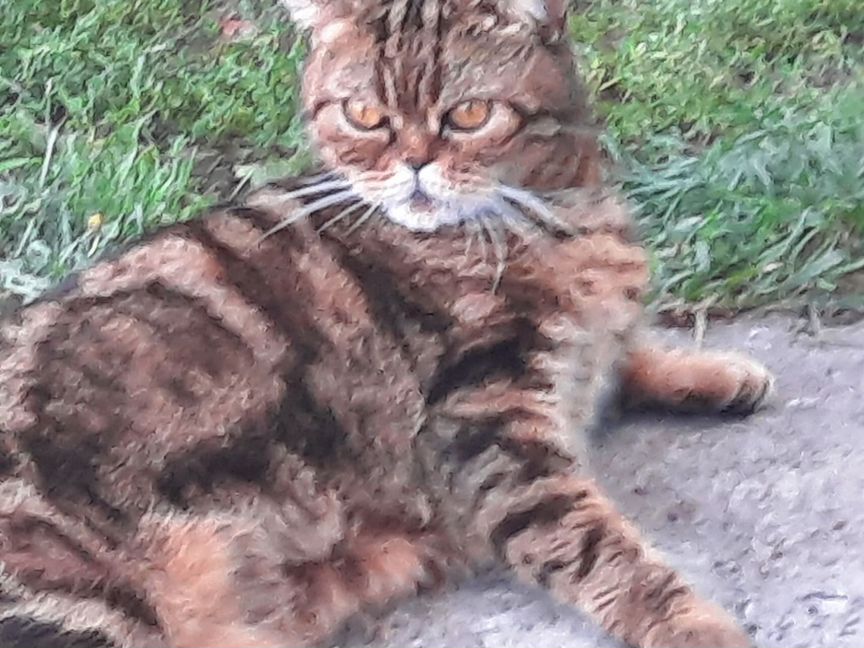 Британская кошка в дар