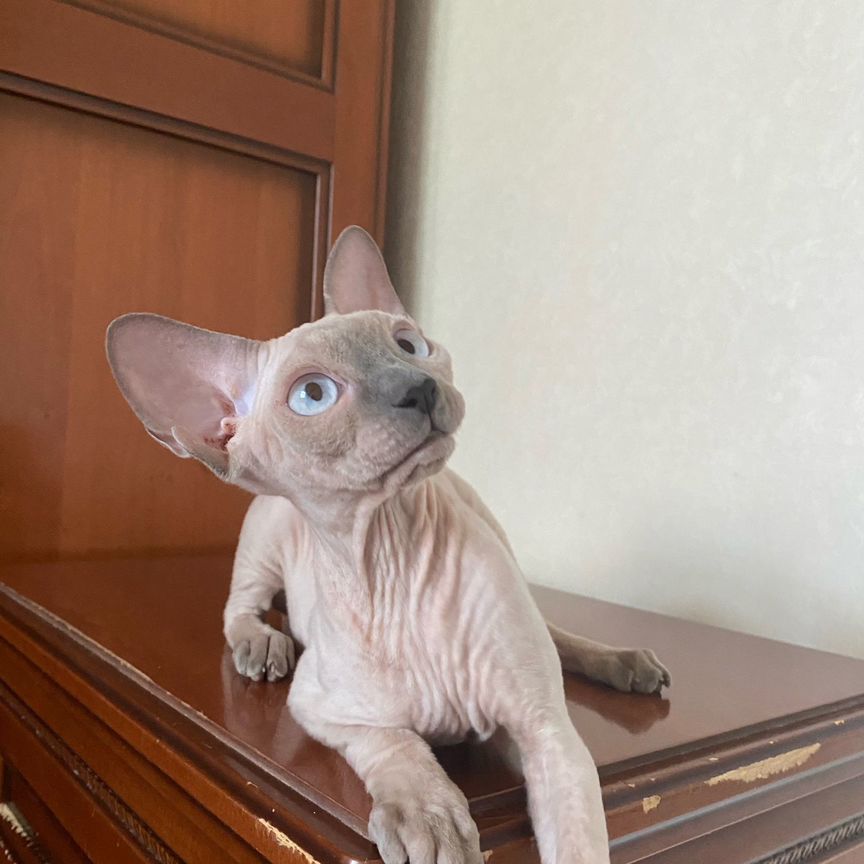 Канадский сфинкс котенок