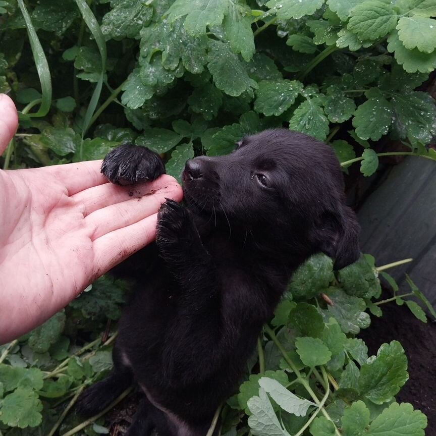 Помесь той терьера