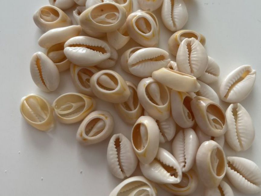 Ракушки каури, ципрея