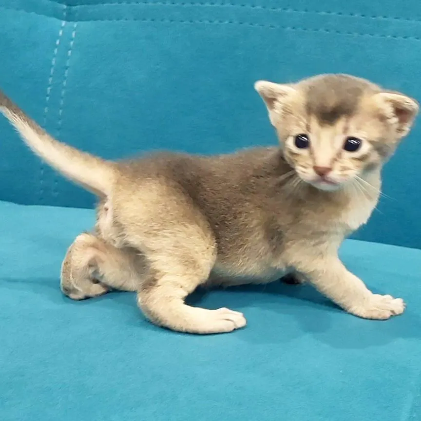 Абиссинский котик