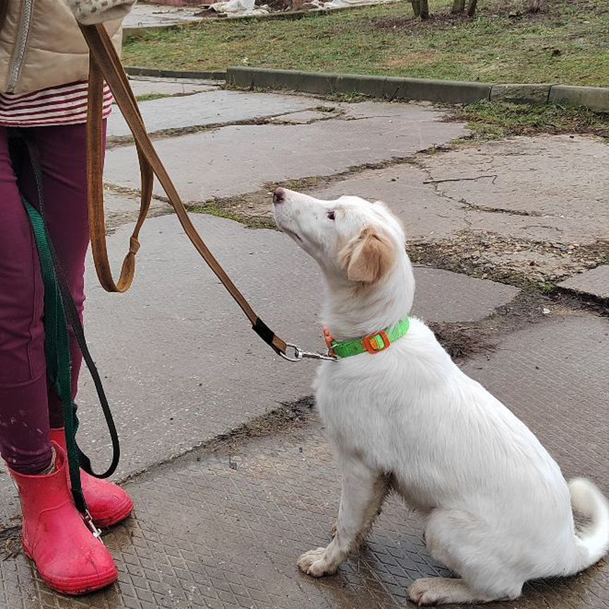 Собака в дар