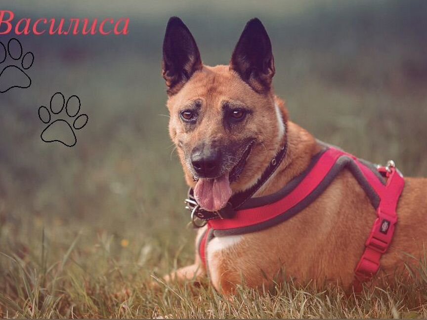 Василиса ищет дом