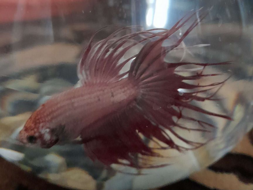 Рыбка петушок