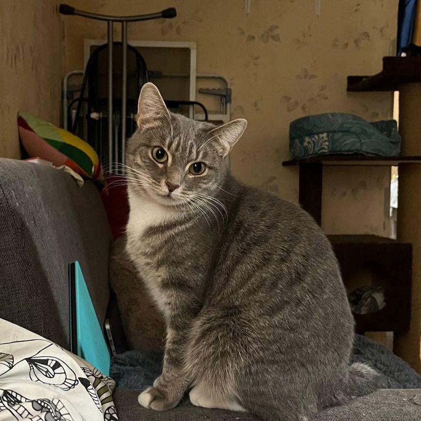 Взрослая, Девочка кошка в добрые руки