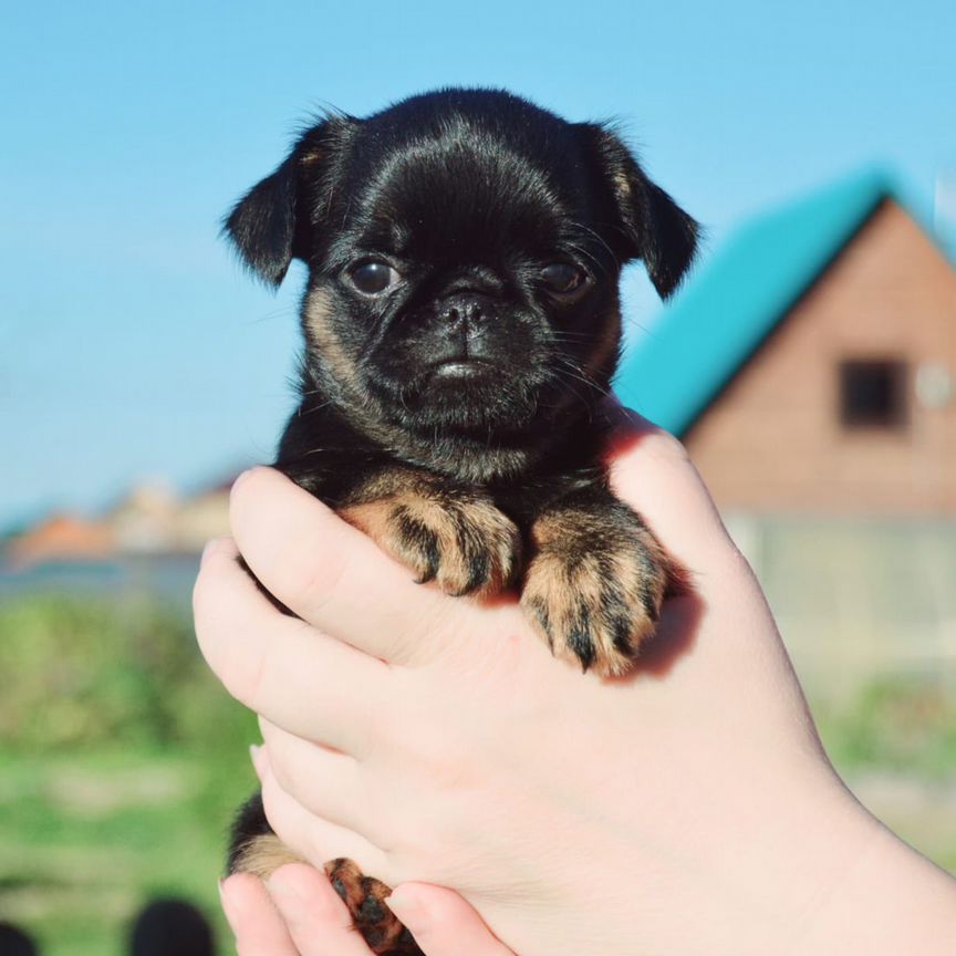 Щенки Пти брабансон