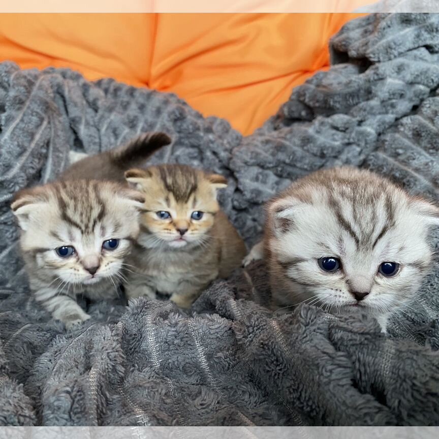 Шотландские котята мальчики