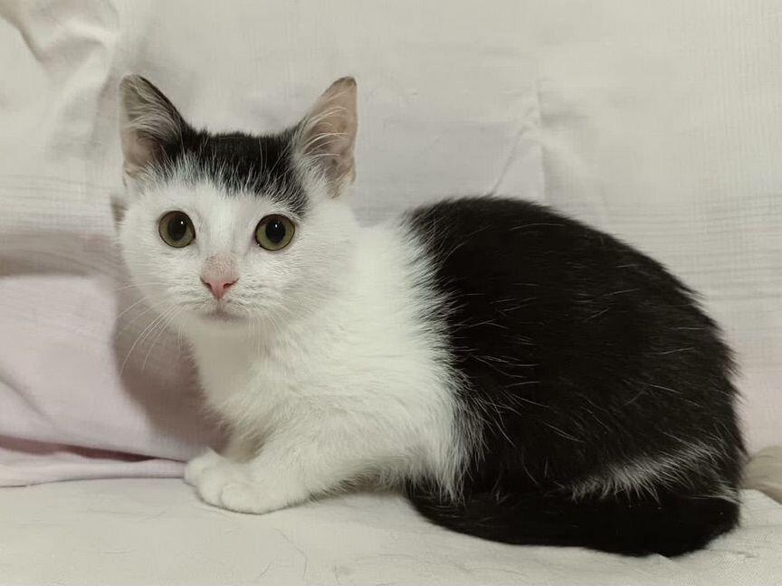 Котенок кот кошка с челкой в добрые руки