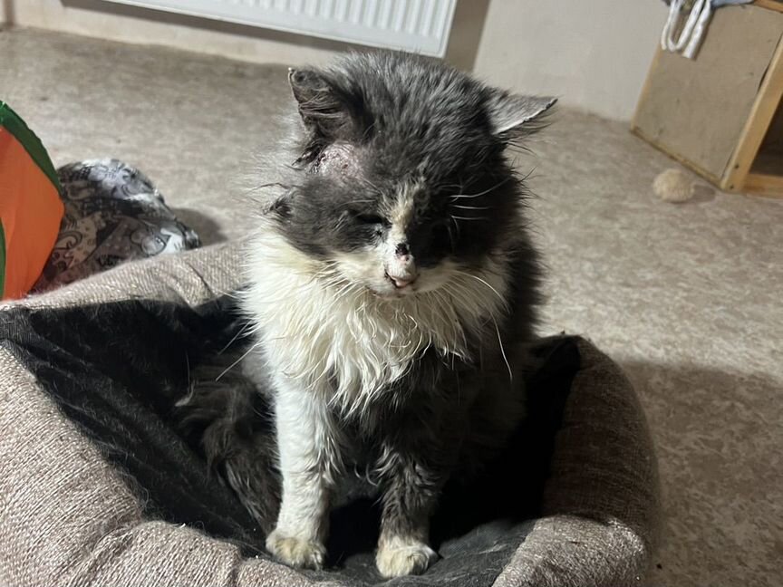 Папа-боец-кот с конюшни