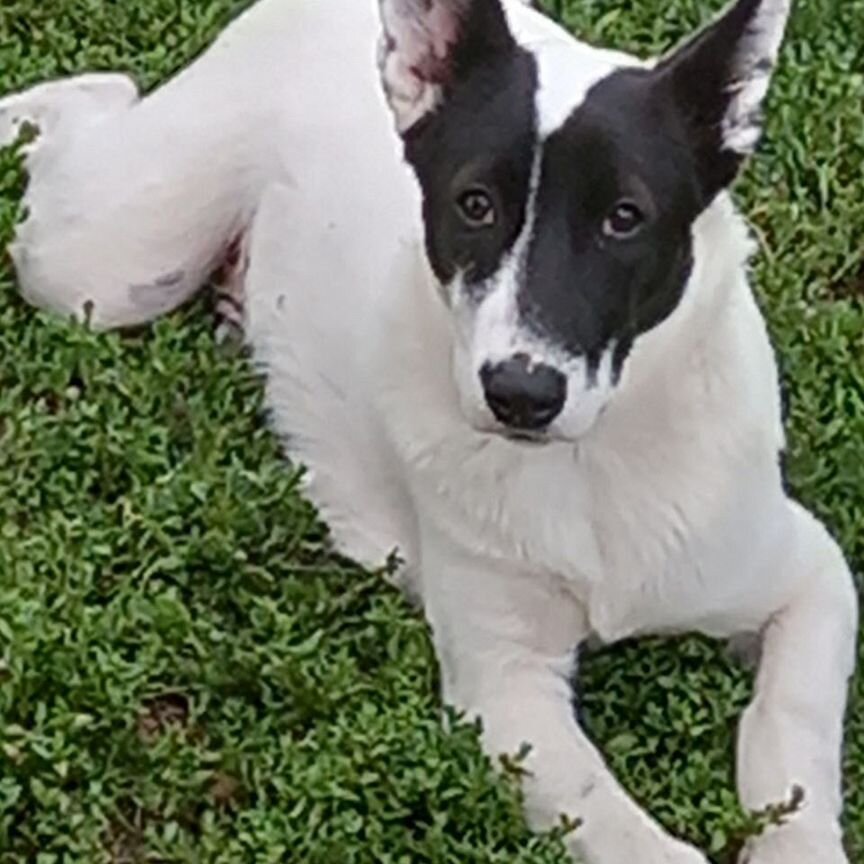 Отдам собаку в добрые руки