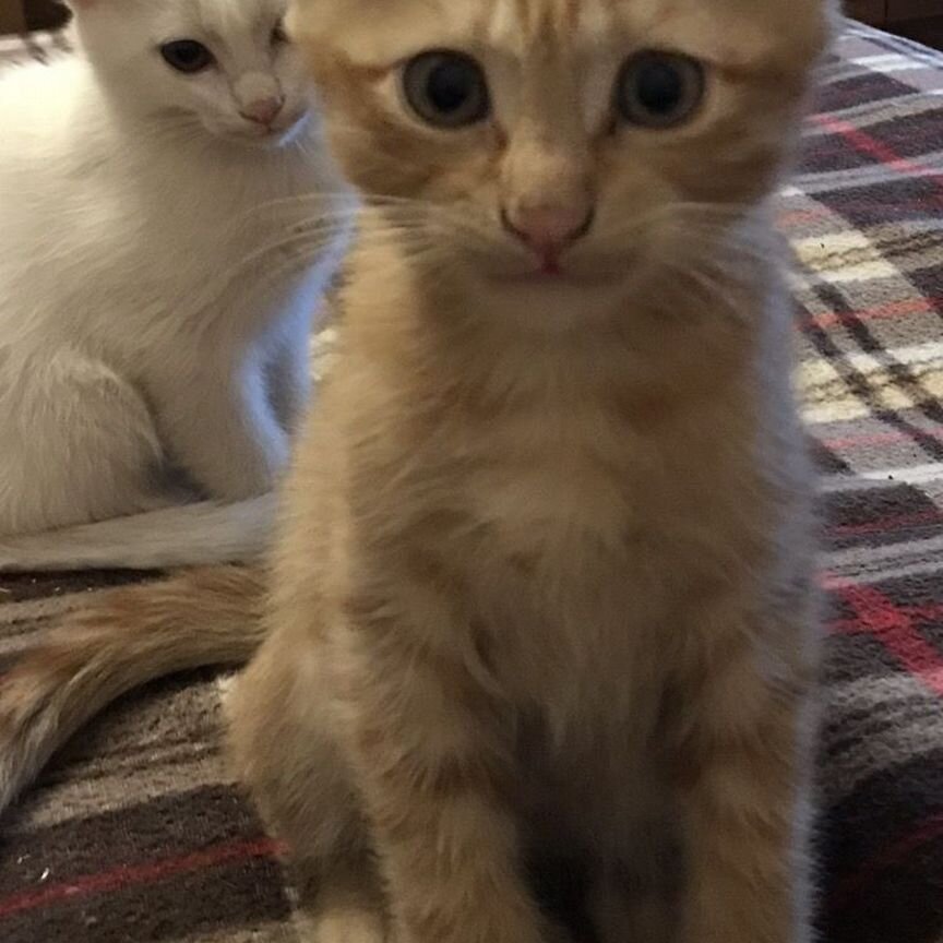 Котята в добрые руки бесплатно