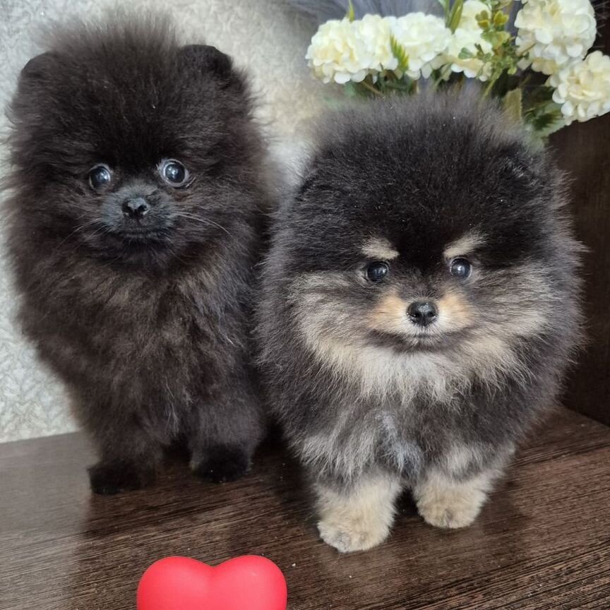 Немецкий шпиц, щенок