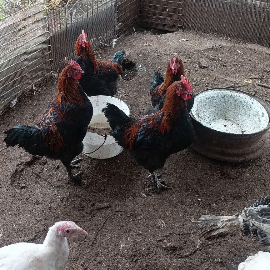 Индюки на племя