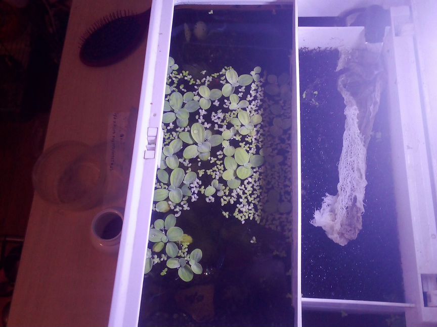 Растения обменяю на тернеций либо продам