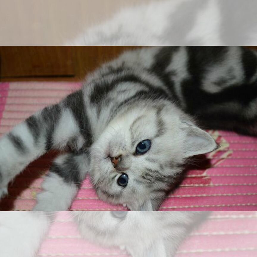 Британский короткошёрстный котёнок