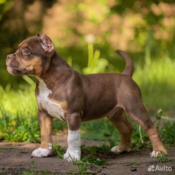 Амбулли покет кобель щенок