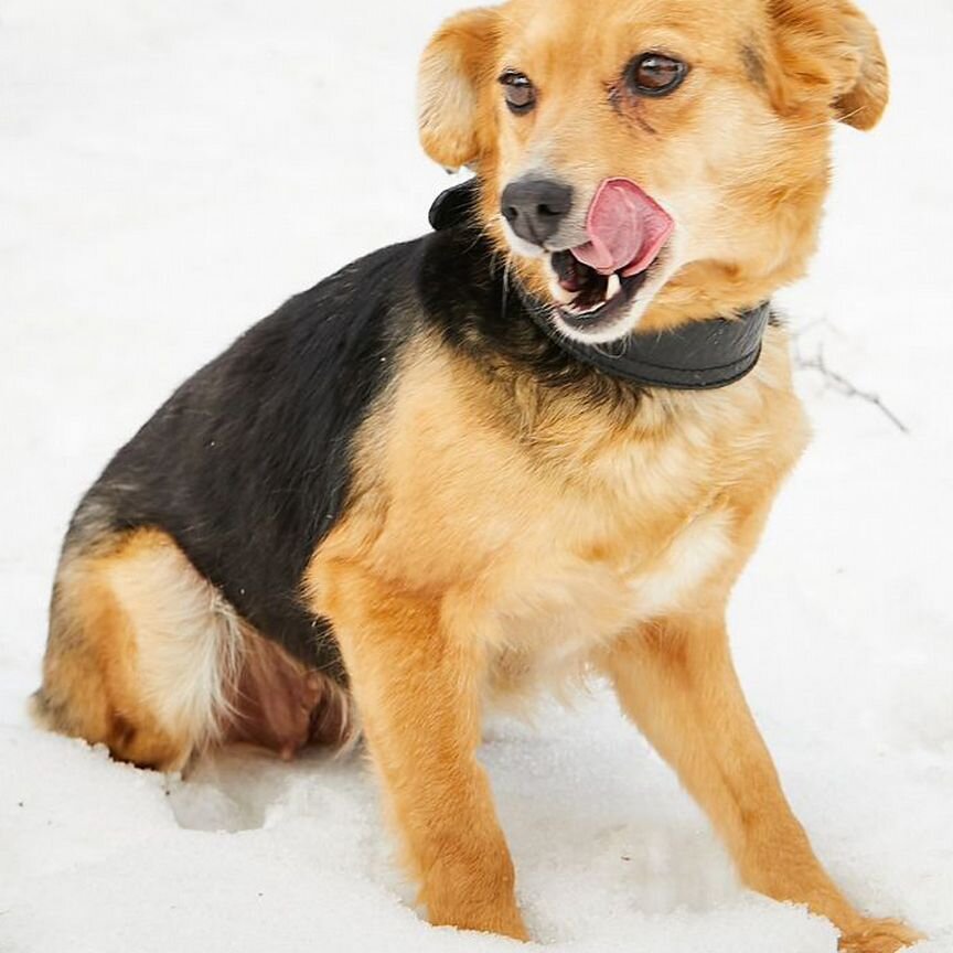 Взрослая собака в добрые руки