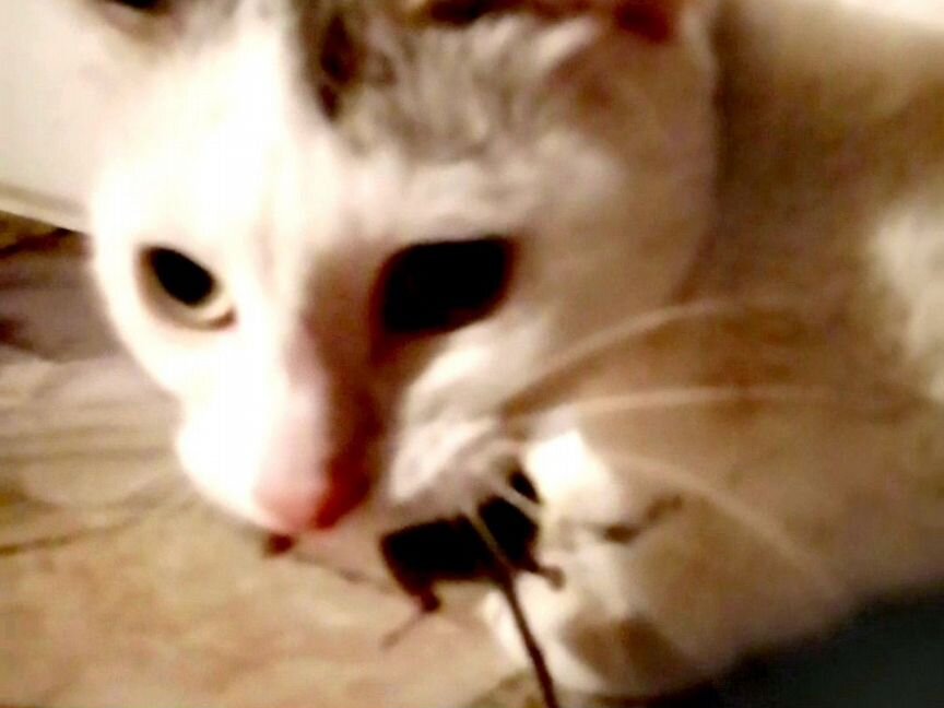 Кошки в добрые руки