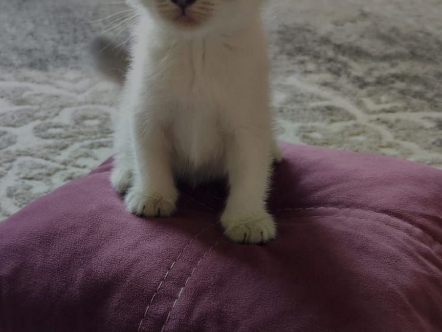 Кошка