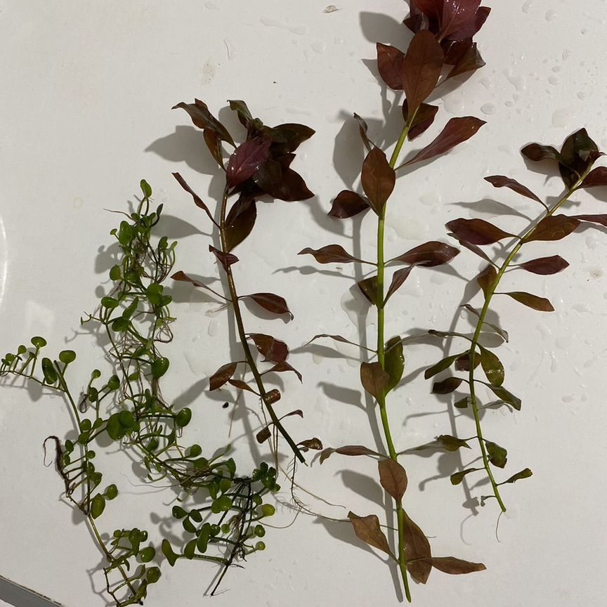 Аквариумные растения