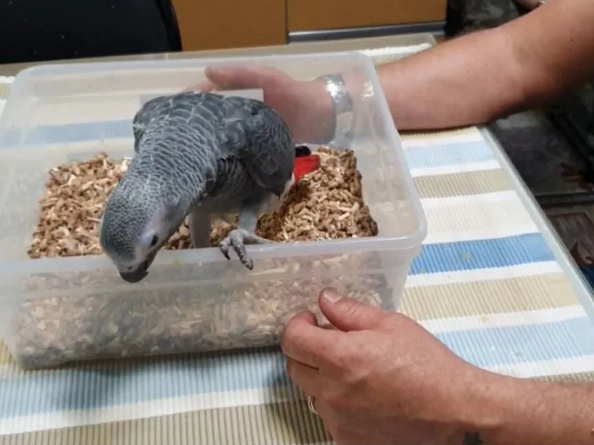 Птенцы говорящий попугай