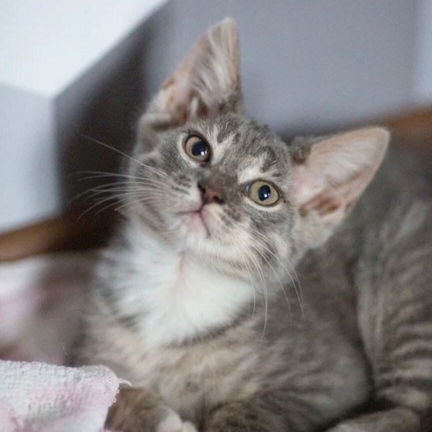 Девочка ищет дом