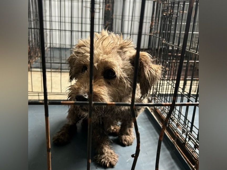 Маленький песик в поисках дома. попал в отлов